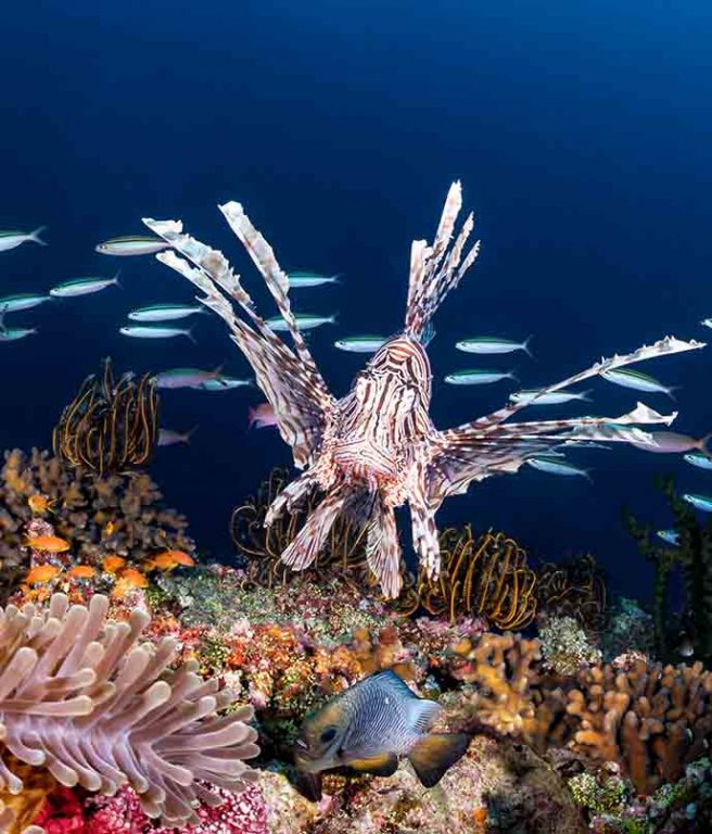 Mergulho em Fiji | Esportes | Revista UNQUIET